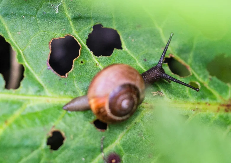Moestuin beschermen tegen ongedierte: 5 effectieve methodes